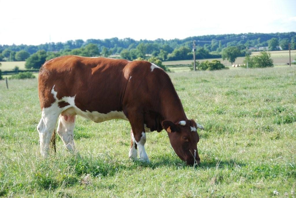 Les principales races bovines - Site de la commune de Toutlemonde