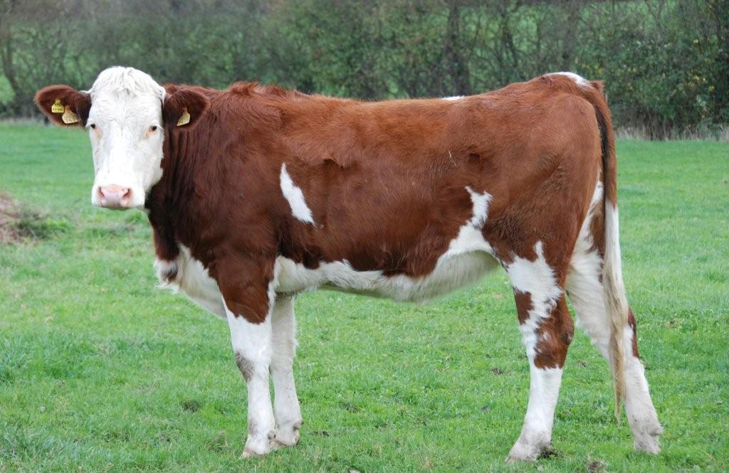 Les principales races bovines - Site de la commune de Toutlemonde