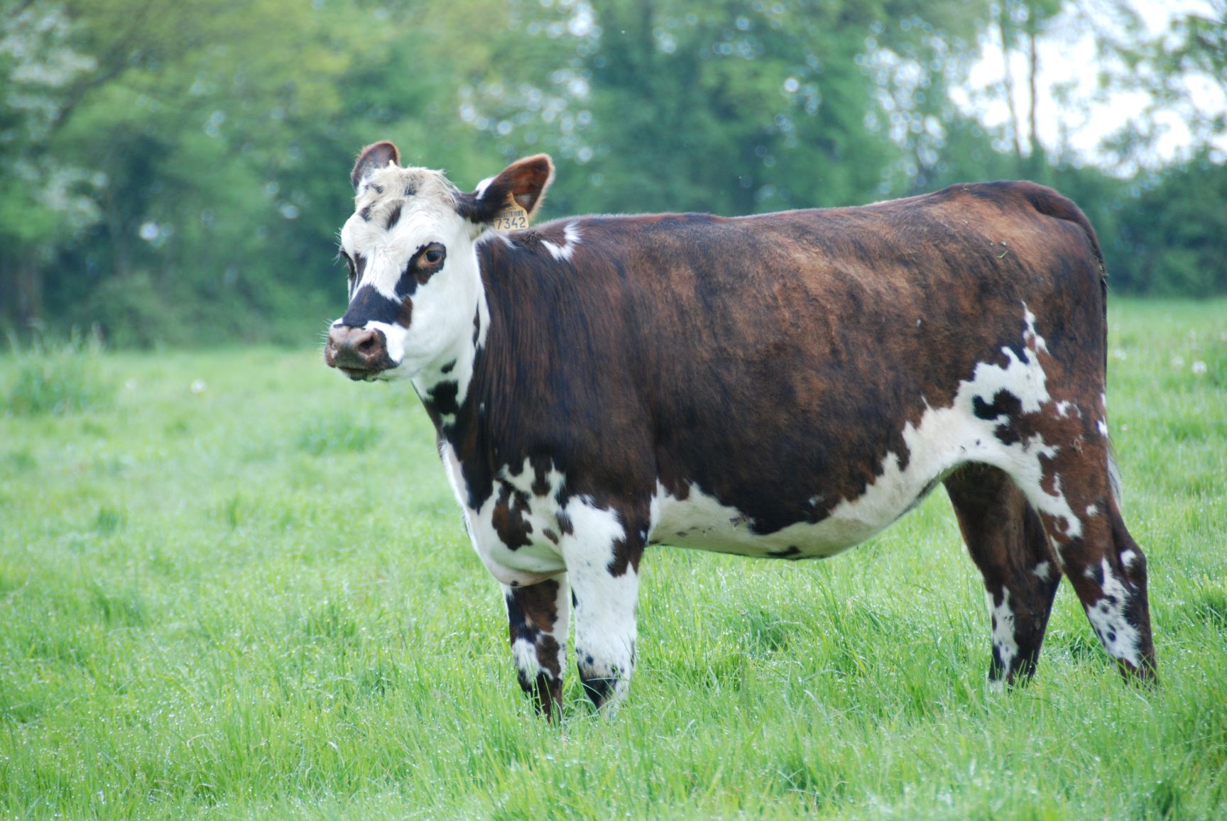 Les principales races bovines - Site de la commune de Toutlemonde